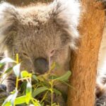 Cleland Wildlife Park Experience with Mount Lofty Summit - Transportation, Duration, and Group Experience