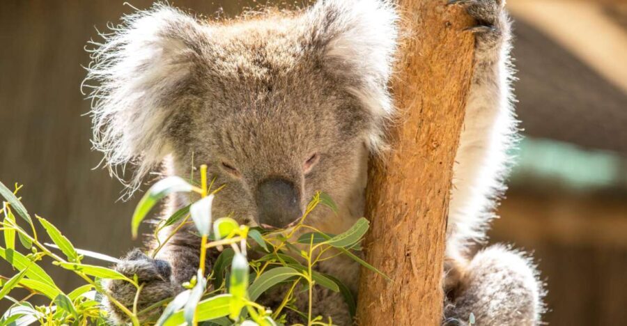 Cleland Wildlife Park Experience with Mount Lofty Summit - Transportation, Duration, and Group Experience