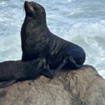 Coastal Connoisseur Wellington to Wairarapa Wine & Seal safari - Practical Details for Travelers