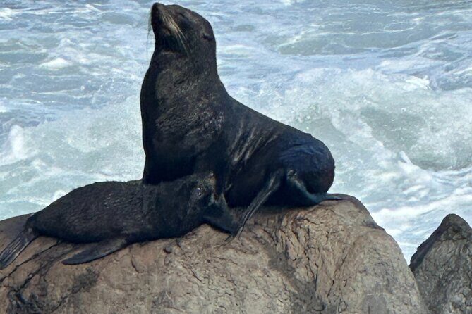 Coastal Connoisseur Wellington to Wairarapa Wine & Seal safari - Practical Details for Travelers