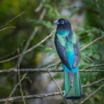 Coba and Punta Laguna Guided Birdwatching Private Tour - Final Thoughts
