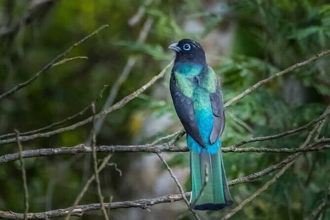 Coba and Punta Laguna Guided Birdwatching Private Tour - Final Thoughts