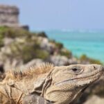 Coba, Tulum & Cenote swim - Authentic Experiences and Traveler Feedback