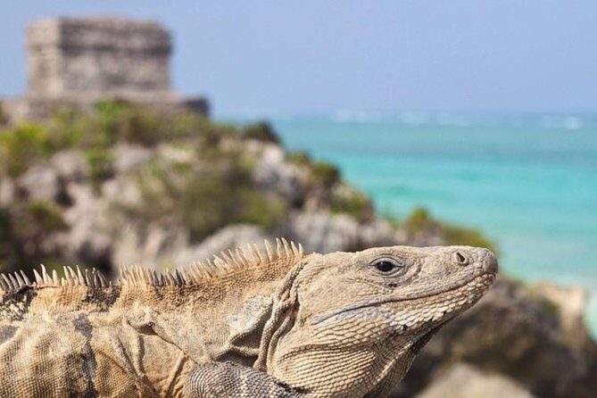 Coba, Tulum & Cenote swim - Authentic Experiences and Traveler Feedback