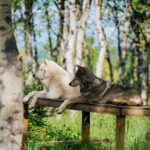 Cochrane: Yamnuska Wolfdog Sanctuary Tour - Practical Details and Tips