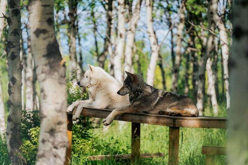 Cochrane: Yamnuska Wolfdog Sanctuary Tour - Practical Details and Tips