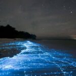 Cocoa Beach: Clear Kayak Bioluminescence Tour - Who Is This Tour Perfect For?