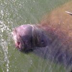 Cocoa Beach Dolphin and Wildlife Tour - What to Expect on the Tour