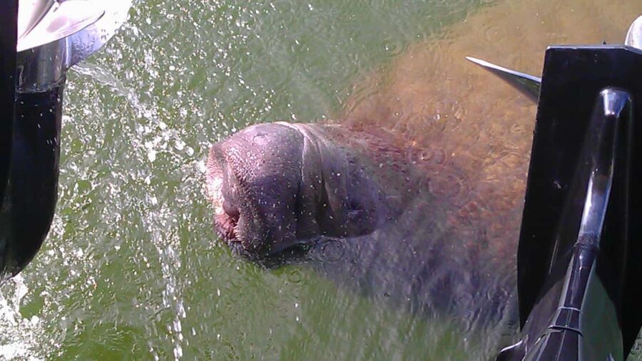 Cocoa Beach Dolphin and Wildlife Tour - What to Expect on the Tour