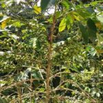 Coffee Plantation Experience - Authenticity & What You Should Expect