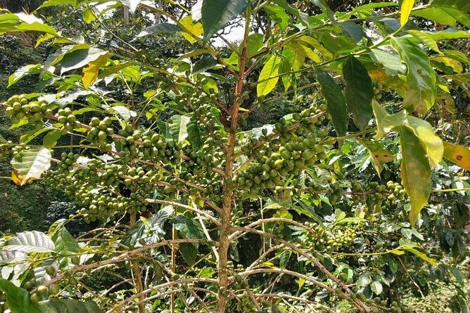 Coffee Plantation Experience - Authenticity & What You Should Expect