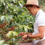 Coffee, Wine and Tea Da Lat's Agricultural Treasures Tour - Exploring Vietnam’s Tea Culture at Phát Chi Tea Farm