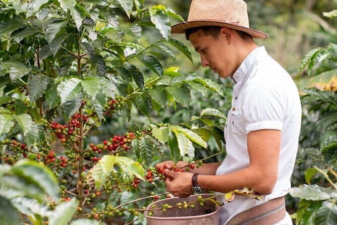 Coffee, Wine and Tea Da Lat's Agricultural Treasures Tour - Exploring Vietnam’s Tea Culture at Phát Chi Tea Farm