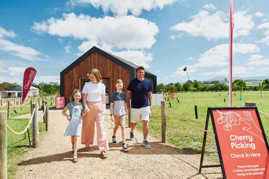 Coldstream: Cherry-Picking Experience - The Authentic Cherry-Picking Experience — What You Can Expect