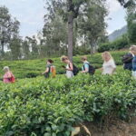 Colombo: 5-Day Hill Country Trekking Itinerary to Ella - The Value and Practicalities