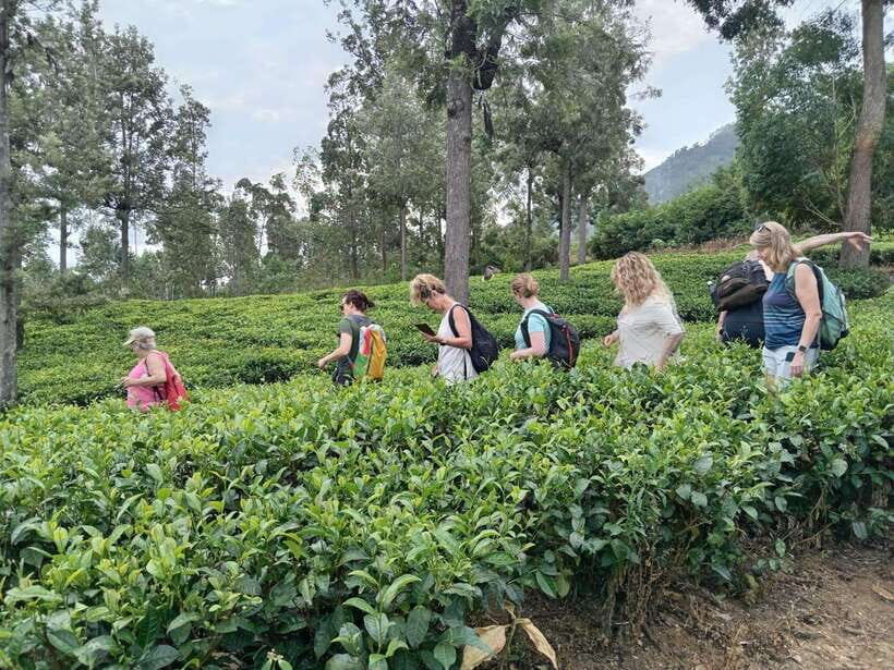 Colombo: 5-Day Hill Country Trekking Itinerary to Ella - The Value and Practicalities