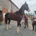 Colombo: Beach Horseback Riding Experience - The Itinerary Breakdown