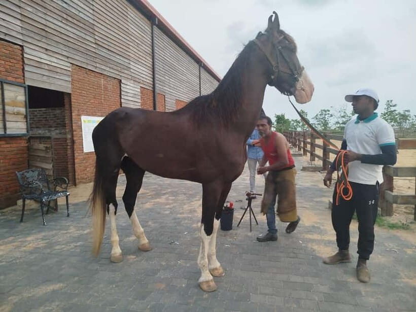 Colombo: Beach Horseback Riding Experience - The Itinerary Breakdown