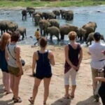 Colombo: Kandy and Pinnawala full day trip - Practical Details and Value