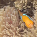 Combo Diving and Snorkeling Full Day Tour - The Practical Side: Logistics, Equipment, and Pricing