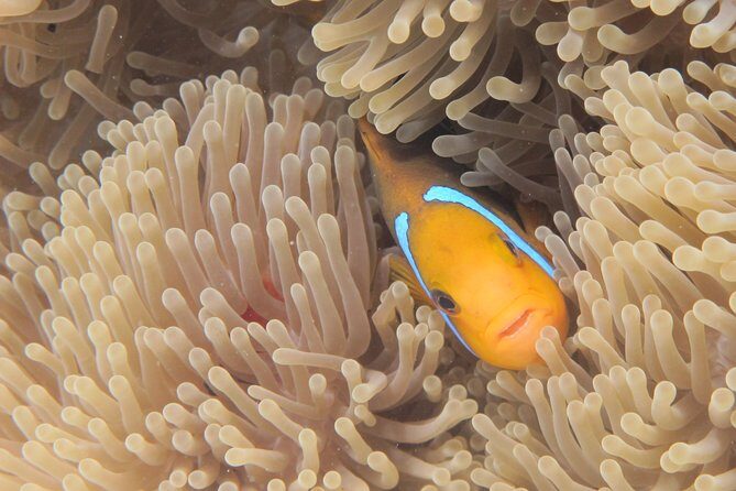 Combo Diving and Snorkeling Full Day Tour - The Practical Side: Logistics, Equipment, and Pricing