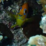 Combo Diving and Snorkeling Half-Day Tour - The Friendly Guides and Their Passion