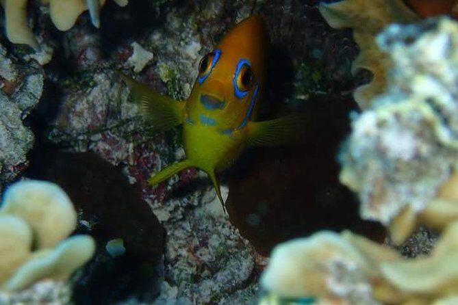 Combo Diving and Snorkeling Half-Day Tour - The Friendly Guides and Their Passion