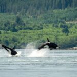 Comox: 4 Hour Whale and Wildlife Watching Tour - Why This Tour Offers Good Value