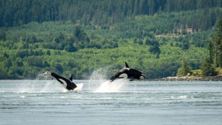 Comox: 4 Hour Whale and Wildlife Watching Tour - Why This Tour Offers Good Value
