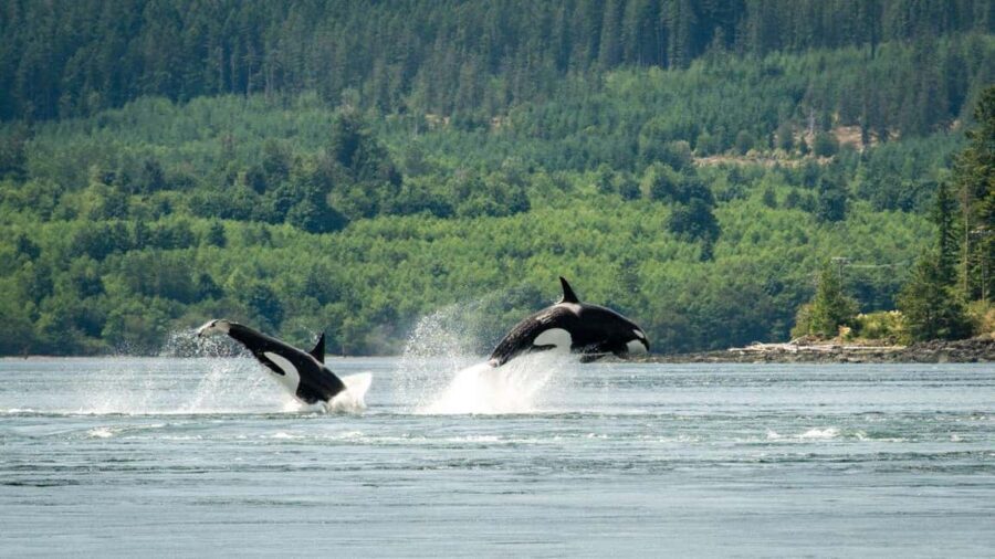 Comox: 4 Hour Whale and Wildlife Watching Tour - Why This Tour Offers Good Value