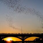 Congress Bridge Kayaking Bat Tour - Final Thoughts