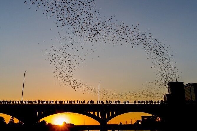 Congress Bridge Kayaking Bat Tour - Final Thoughts
