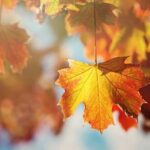 Connecticut Maple Foliage 1 Day Tour From New York - FAQ