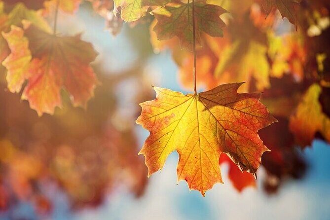 Connecticut Maple Foliage 1 Day Tour From New York - FAQ