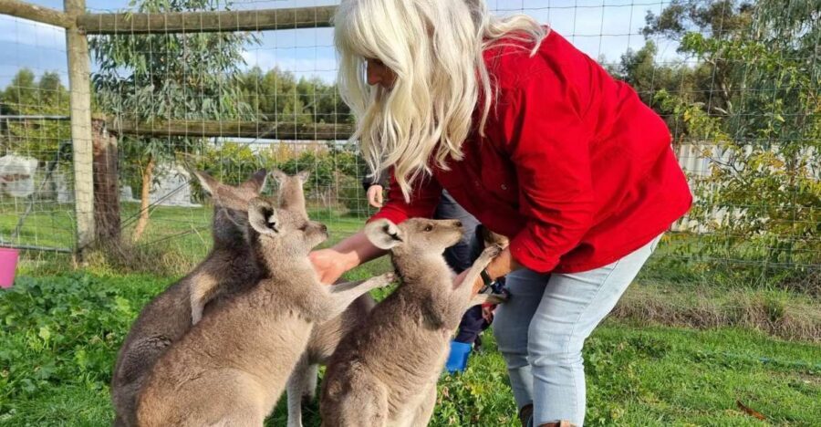 Coonawarra: Caves, Cabernet, & Kangaroos Day Tour & Lunch - Analyzing the Value — Is It Worth It?