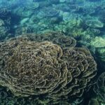 Coral Bay 2-Hour Coral Viewing and Snorkeling - Timing and Pacing