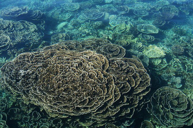 Coral Bay 2-Hour Coral Viewing and Snorkeling - Timing and Pacing