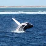 Coral Bay: 3-Hour Whale Watching Experience - Wild Encounters and Marine Life Sightings