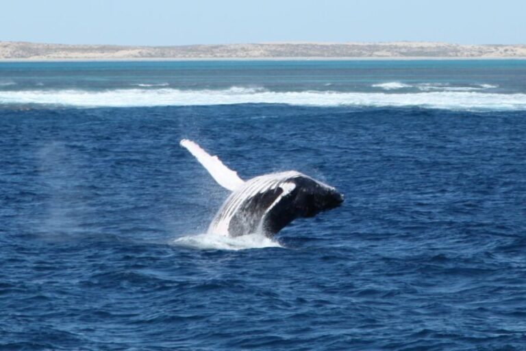 Coral Bay: 3-Hour Whale Watching Experience - Wild Encounters and Marine Life Sightings