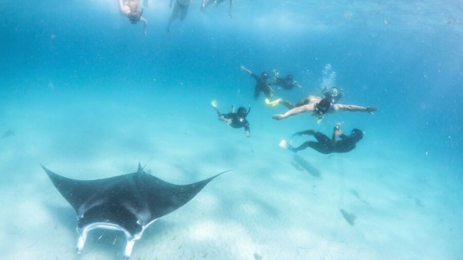 Coral Bay: Marine Eco Safari - Swim With Manta Rays - Concluding Thoughts: Who Will Love This Experience?