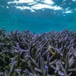 Coral By Kayak - Ningaloo Reef Half Day Kayak & Snorkel Tour - The Authentic Experience and Who Will Love It