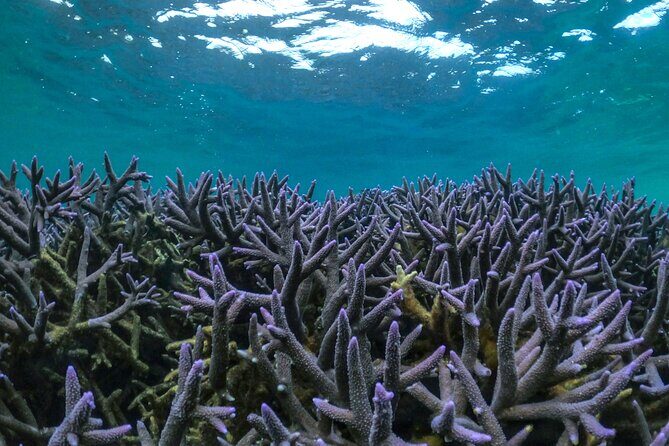 Coral By Kayak - Ningaloo Reef Half Day Kayak & Snorkel Tour - The Authentic Experience and Who Will Love It