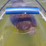 Coral Island & Racha Island Speedboat Excursion - Reviews: Authentic Perspectives from Travelers