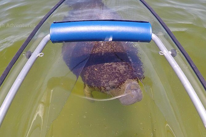Coral Island & Racha Island Speedboat Excursion - Reviews: Authentic Perspectives from Travelers