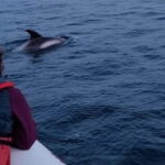 Corner Brook: Woods Island Adventure 3-Hour Zodiac Tour - What to Expect on the Tour
