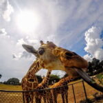 Coron: Black Island & Calauit Private Safari Tour - What Travelers Say