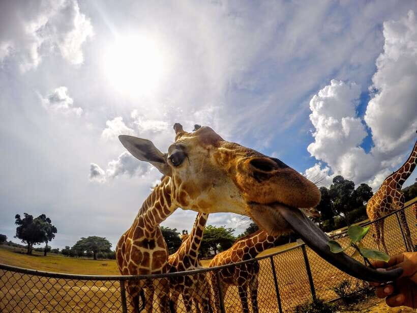 Coron: Black Island & Calauit Private Safari Tour - What Travelers Say