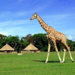 Coron: Calauit Safari Adventure - Final Thoughts — Is It Worth It?