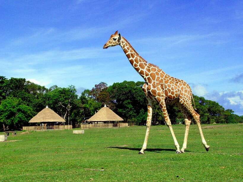 Coron: Calauit Safari Adventure - Final Thoughts — Is It Worth It?