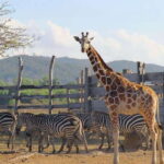 Coron Calauit Safari Tour (Private Tour) - What to Expect on the Tour